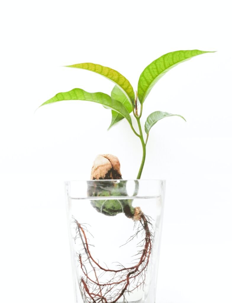 5 Plantas Fáciles De Cultivar En Un Sistema De Hidroponía